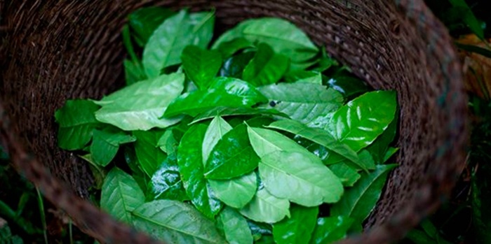 GUAYUSA UNA PLANTA ANCESTRAL | Turismo Morona Santiago